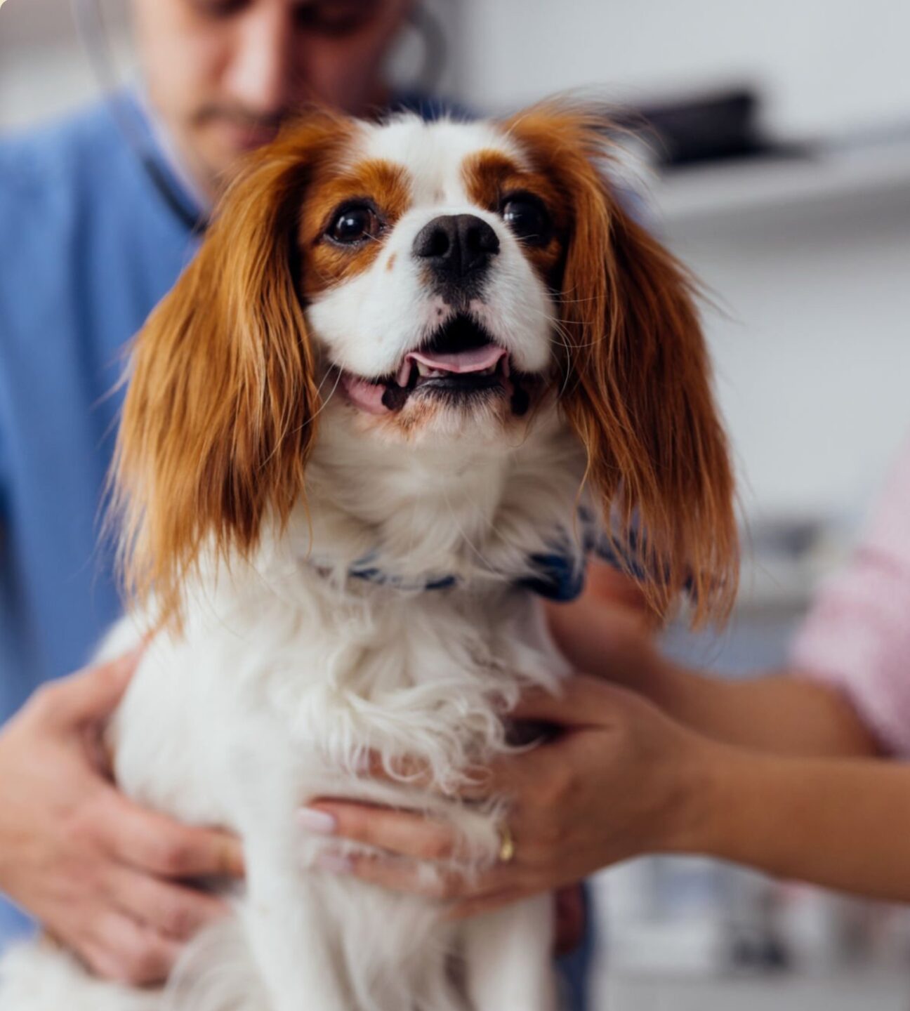 For startups - Lightflows